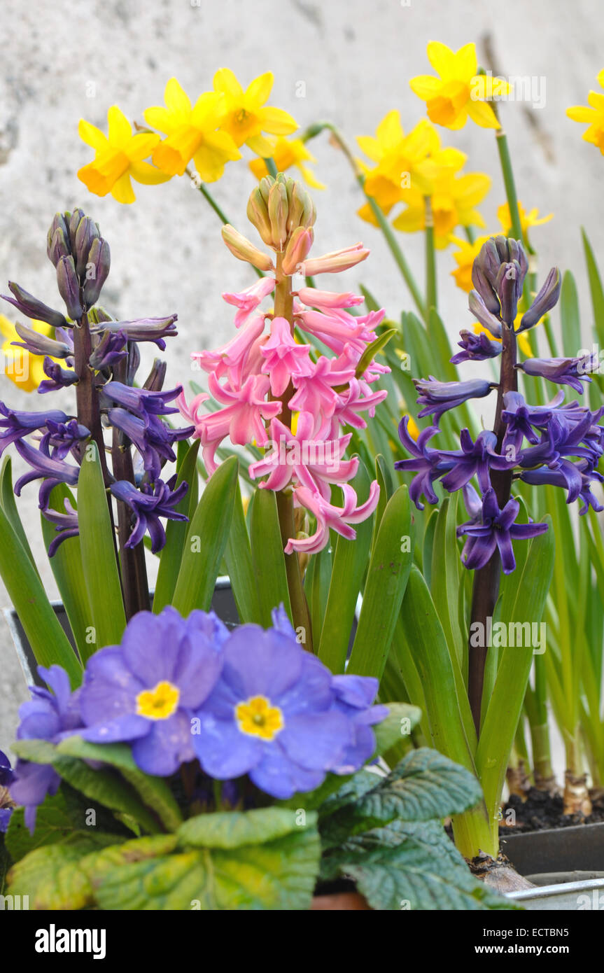 blooming spring flowers, hyacinths, daffodils and primroses Stock Photo ...