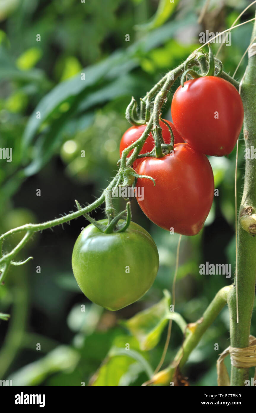 green and red tomatoes on foot in vegetable garden Stock Photo - Alamy