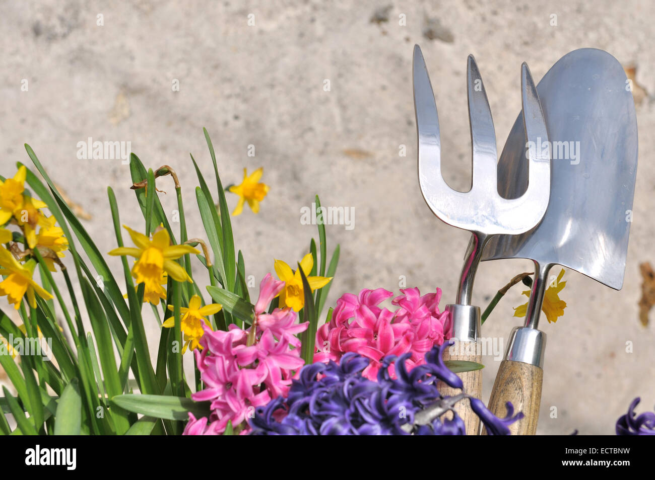 spring flowers and garden tools on a wall background Stock Photo - Alamy