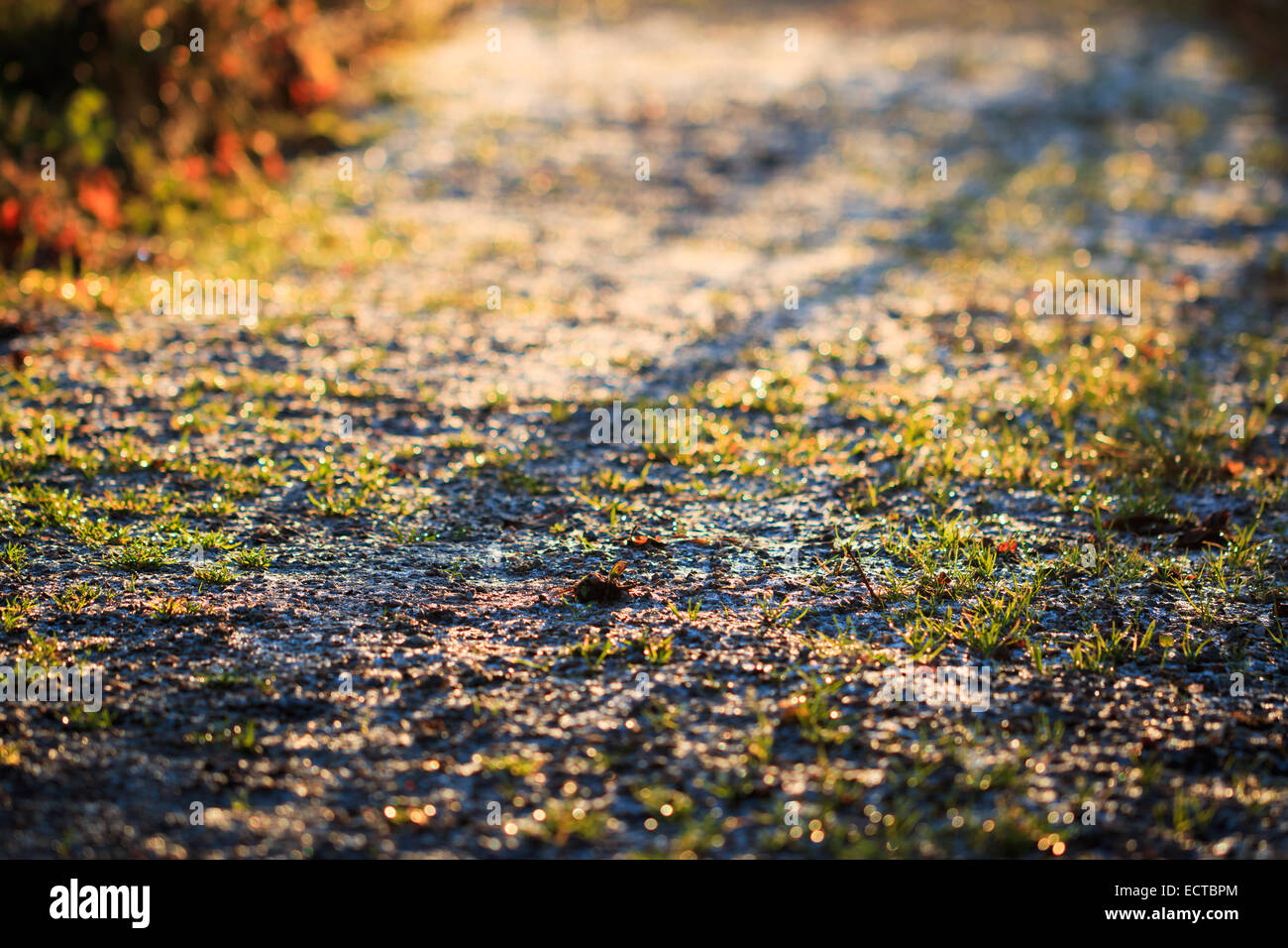 Macro close-up of backlit frosty path during winter Stock Photo - Alamy