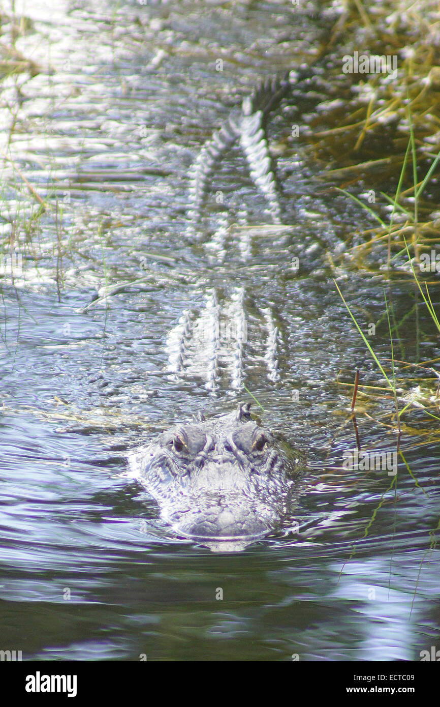Alligator in Florida Swamp Stock Photo - Alamy