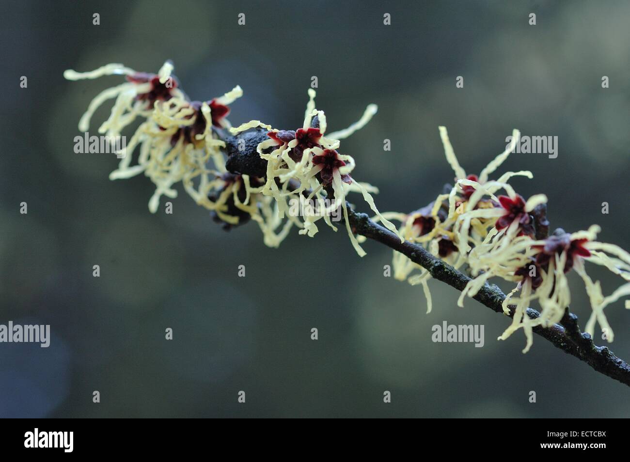 Common Witch-hazel - American Witch-hazel (Hamamelis virginiana ...