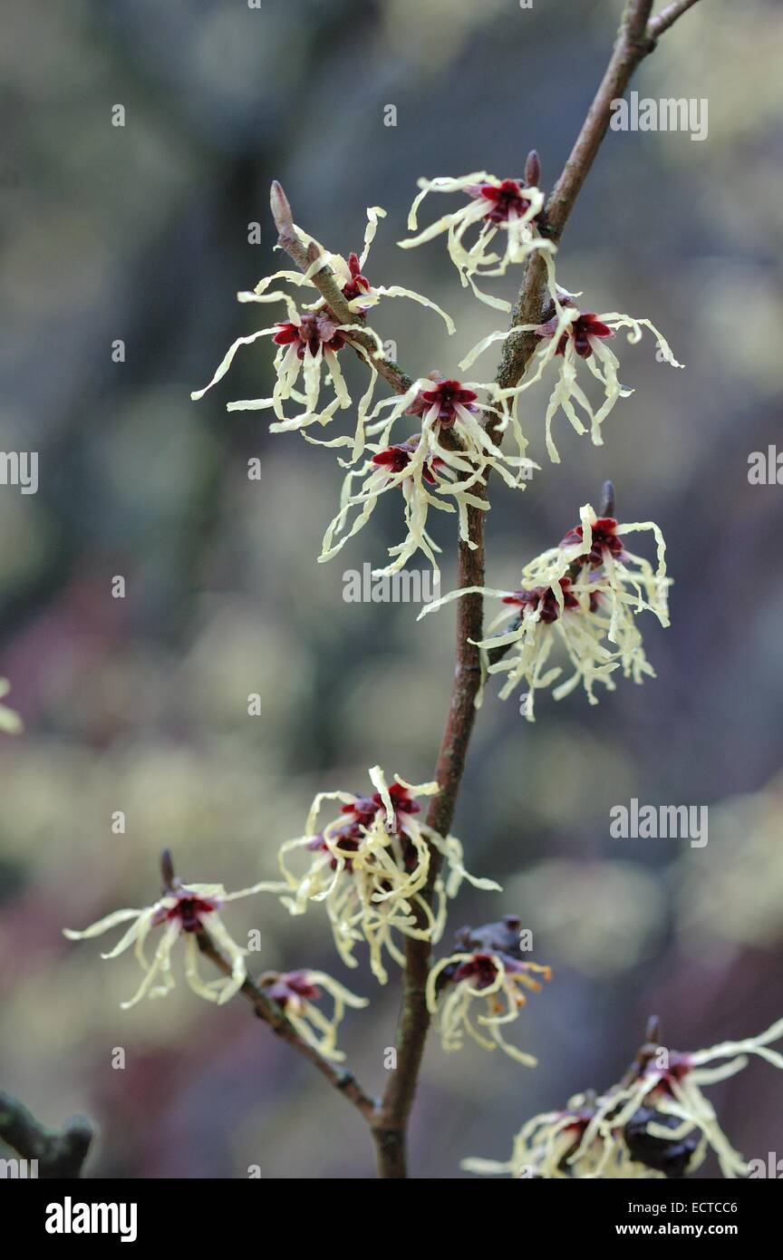 Common Witch-hazel - American Witch-hazel (Hamamelis virginiana ...