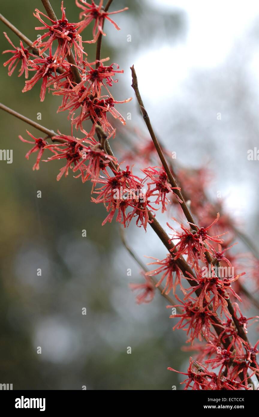 Common Witch-hazel - American Witch-hazel (Hamamelis virginiana ...