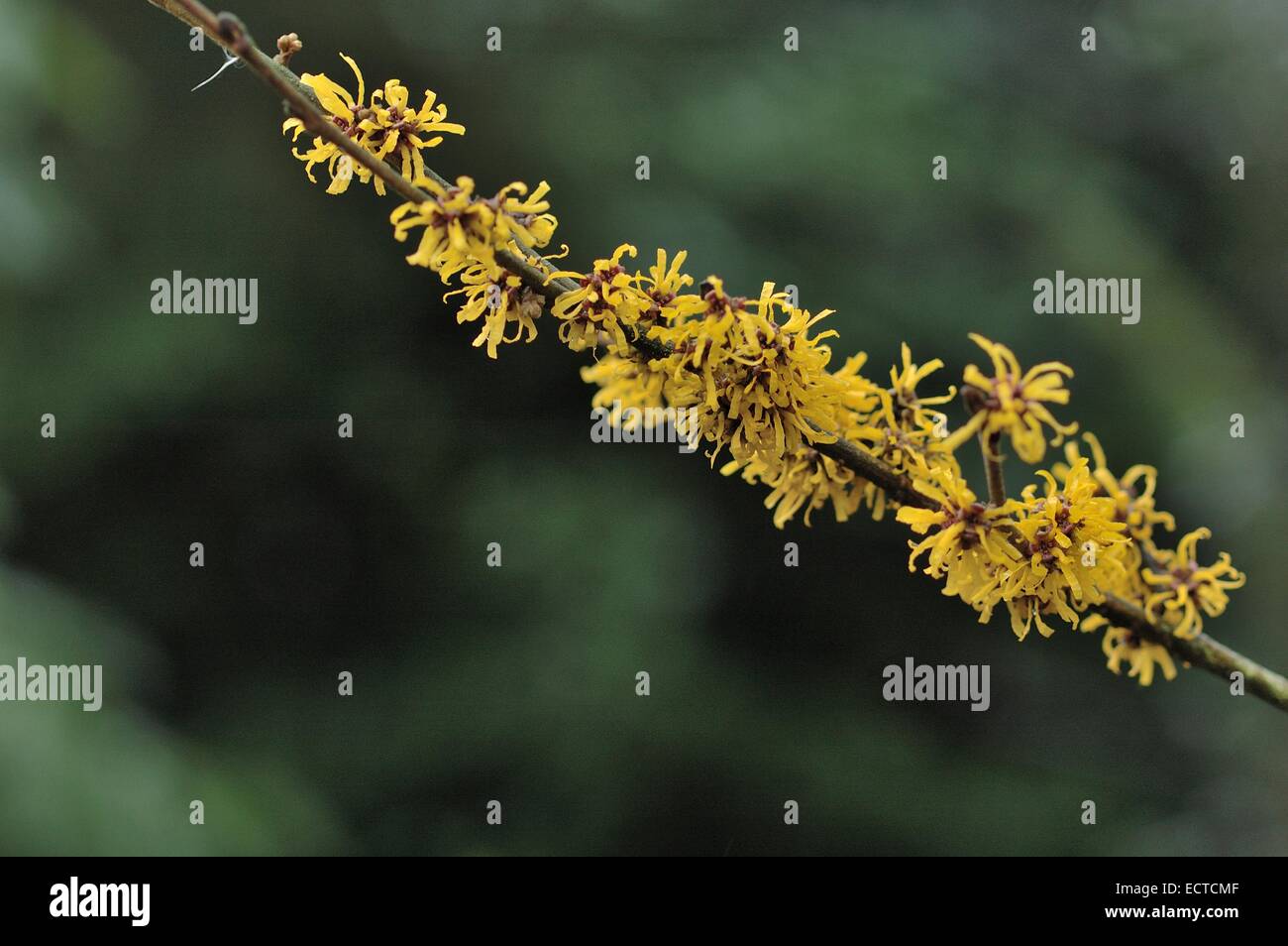 Common Witch-hazel - American Witch-hazel (Hamamelis virginiana ...