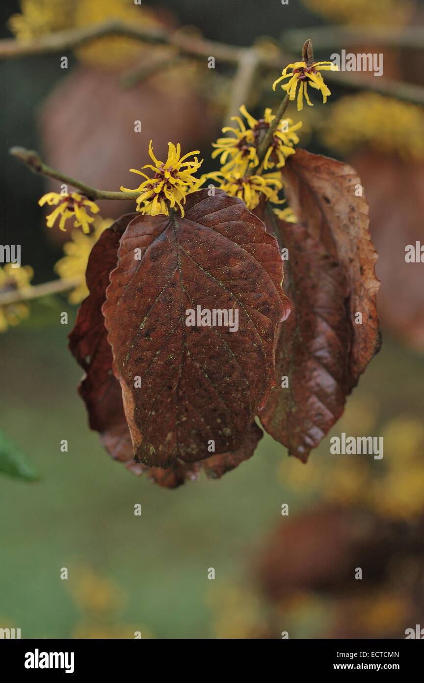 Common Witch-hazel - American Witch-hazel (Hamamelis virginiana ...