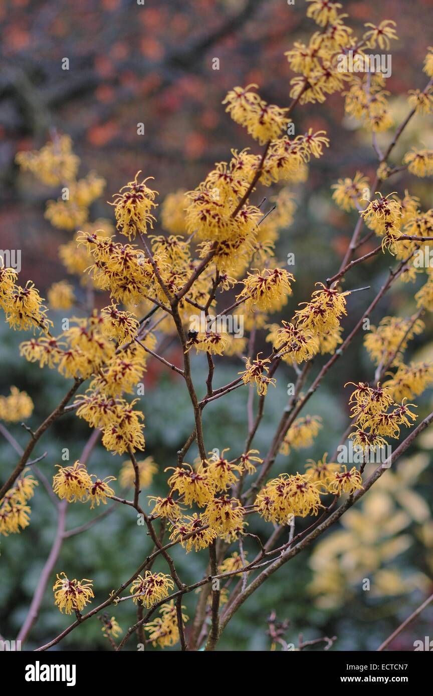 Common Witch-hazel - American Witch-hazel (Hamamelis virginiana ...