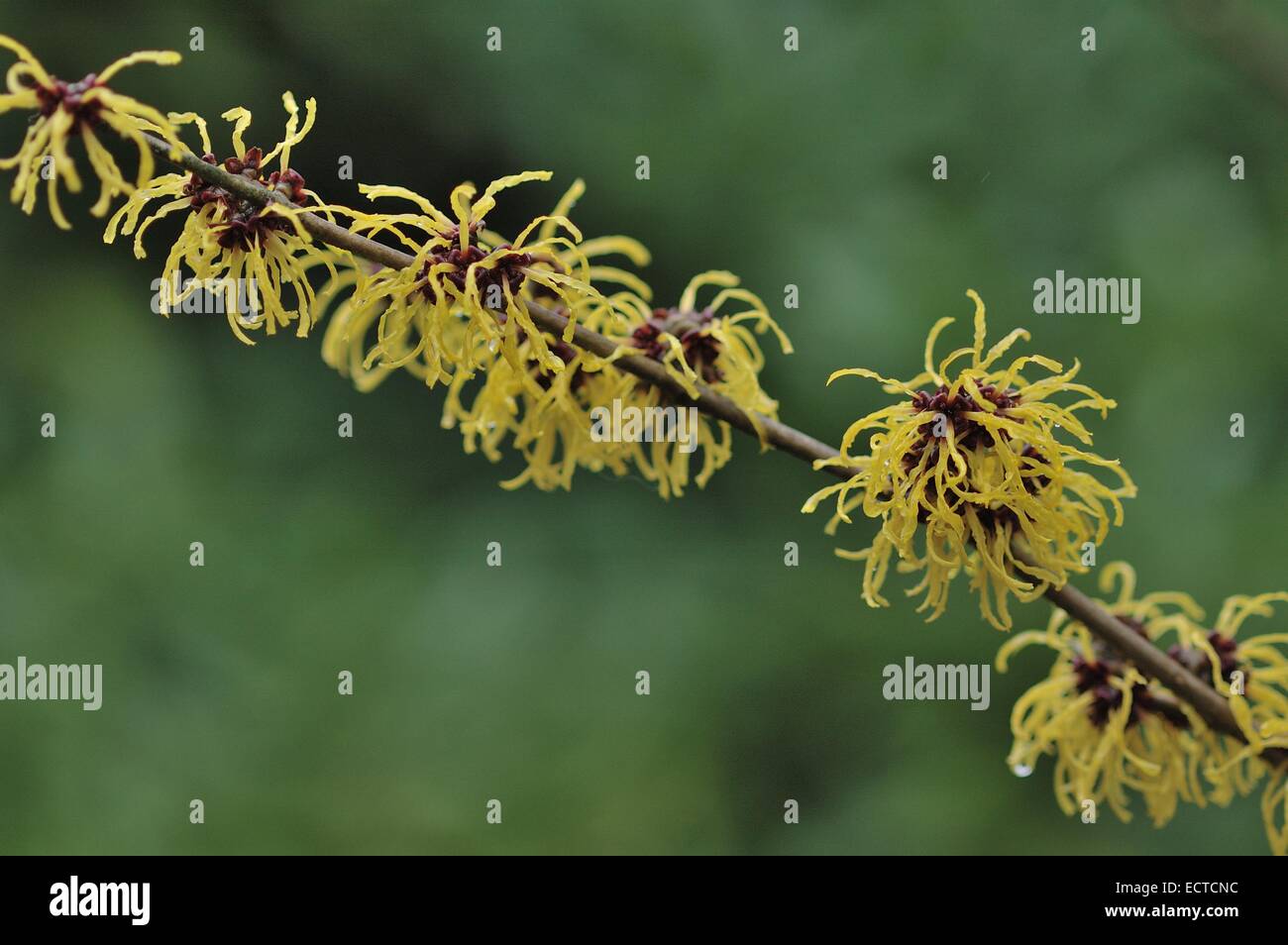 Common Witch-hazel - American Witch-hazel (Hamamelis virginiana ...