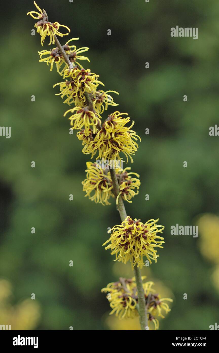 Common Witch-hazel - American Witch-hazel (Hamamelis virginiana ...