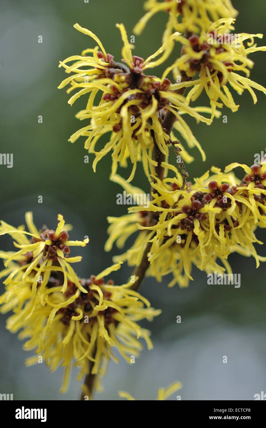 Common Witch-hazel - American Witch-hazel (Hamamelis virginiana ...