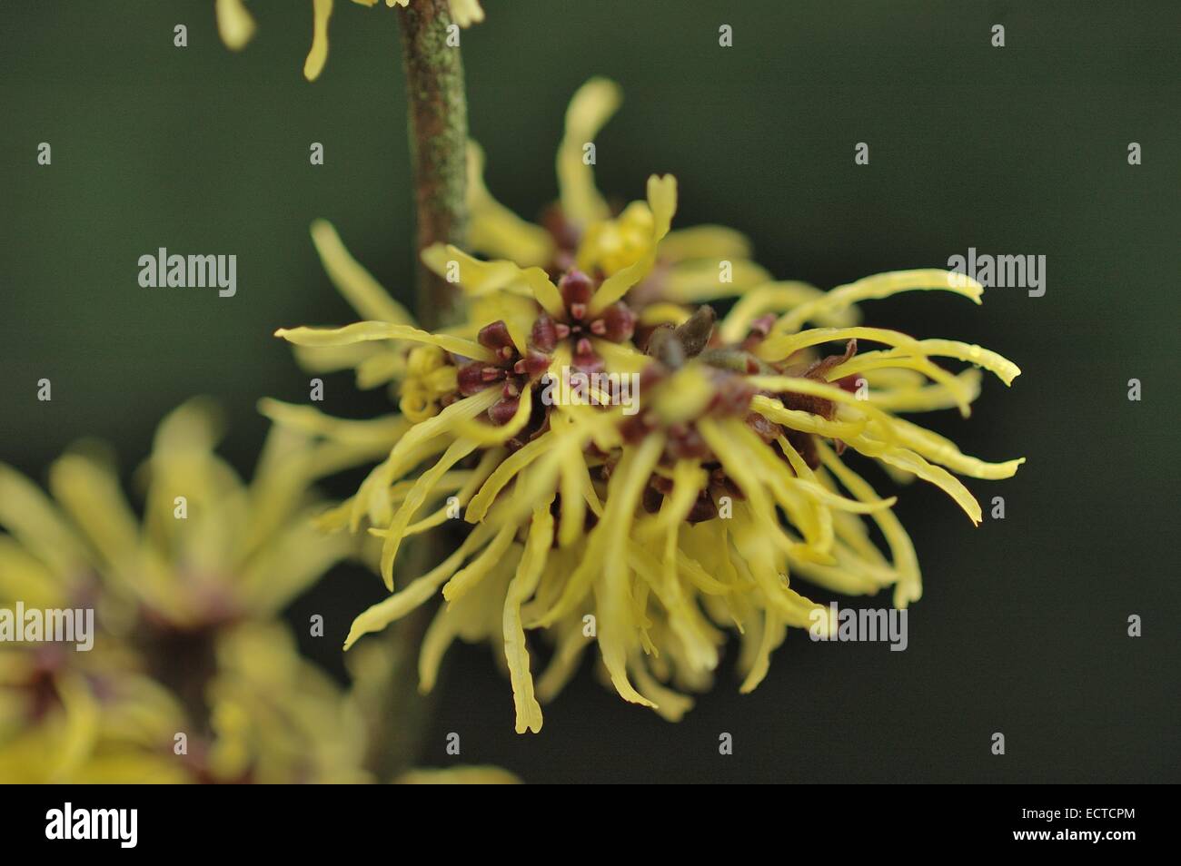 Common Witch-hazel - American Witch-hazel (Hamamelis virginiana ...