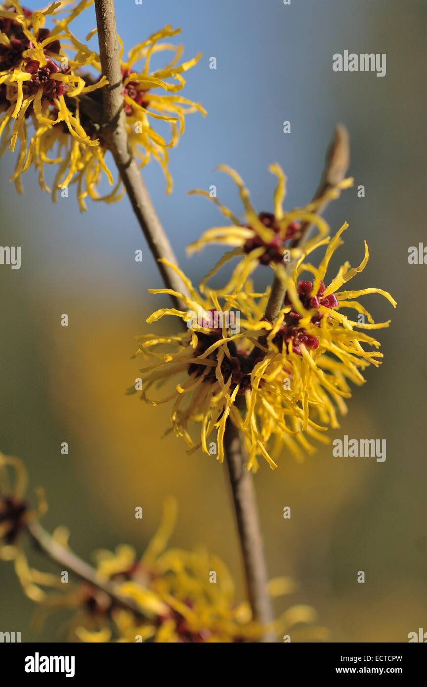 Common Witch-hazel - American Witch-hazel (Hamamelis virginiana ...