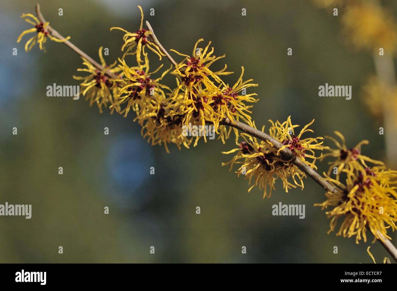 North american native witch hazel hi-res stock photography and images ...