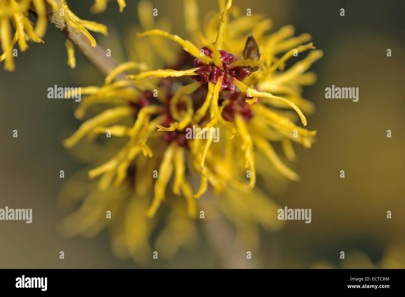 Common Witch-hazel - American Witch-hazel (Hamamelis virginiana ...
