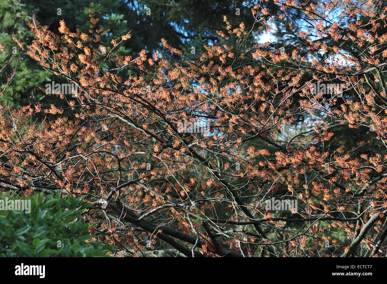 North american native witch hazel hi-res stock photography and images ...