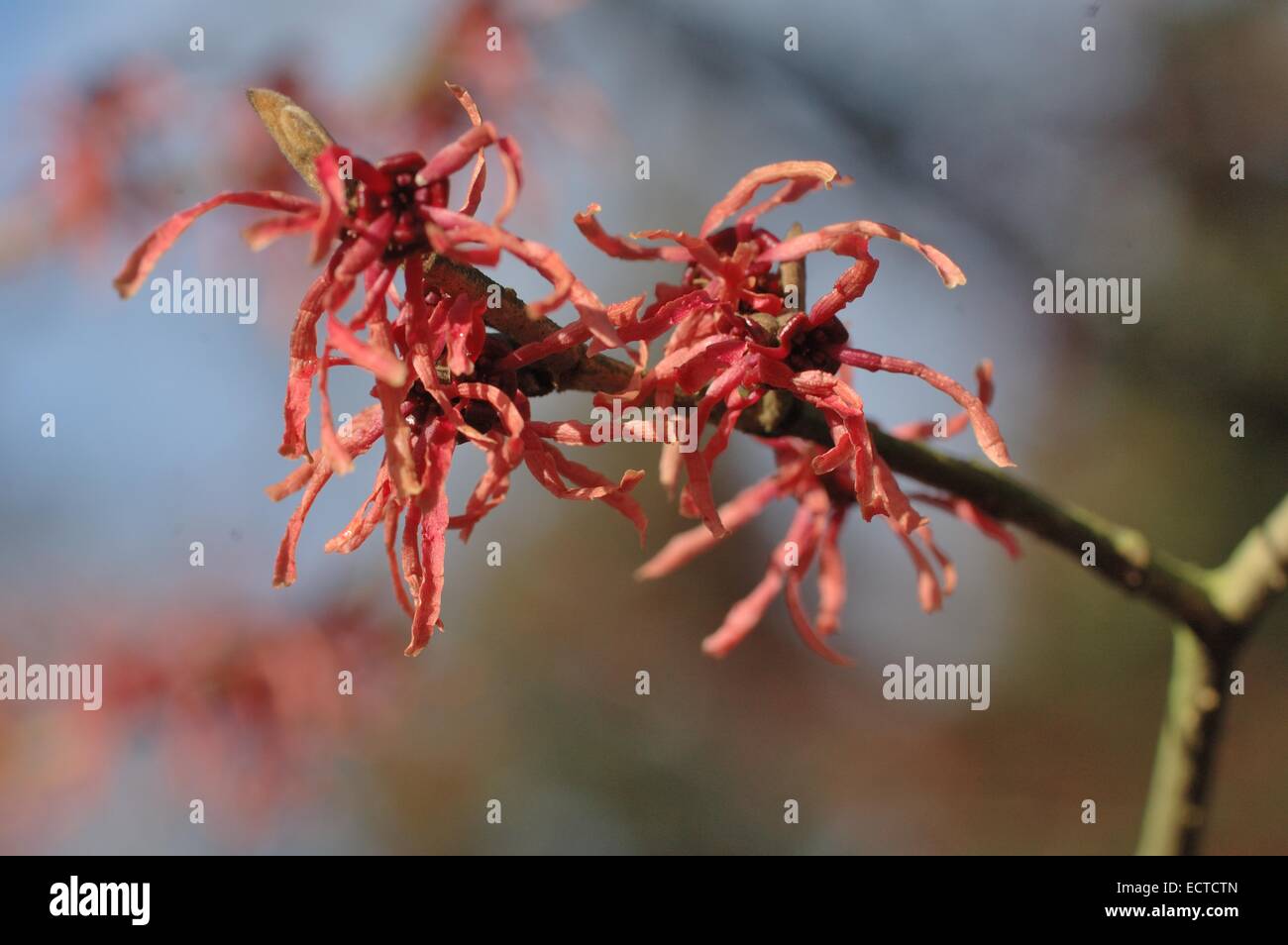 Common Witch-hazel - American Witch-hazel (Hamamelis virginiana ...