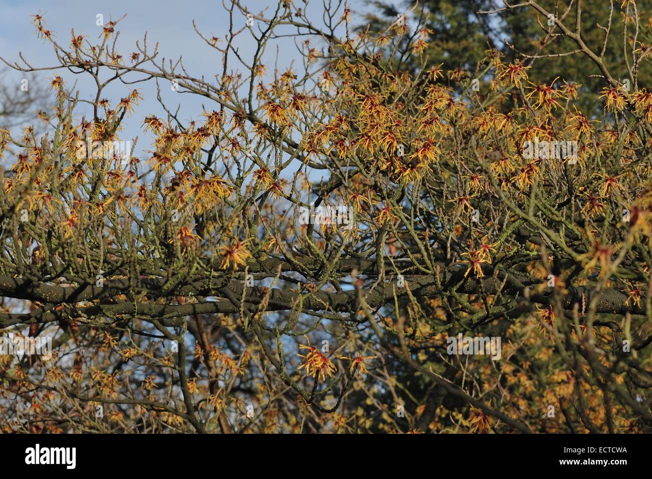 North american native witch hazel hi-res stock photography and images ...