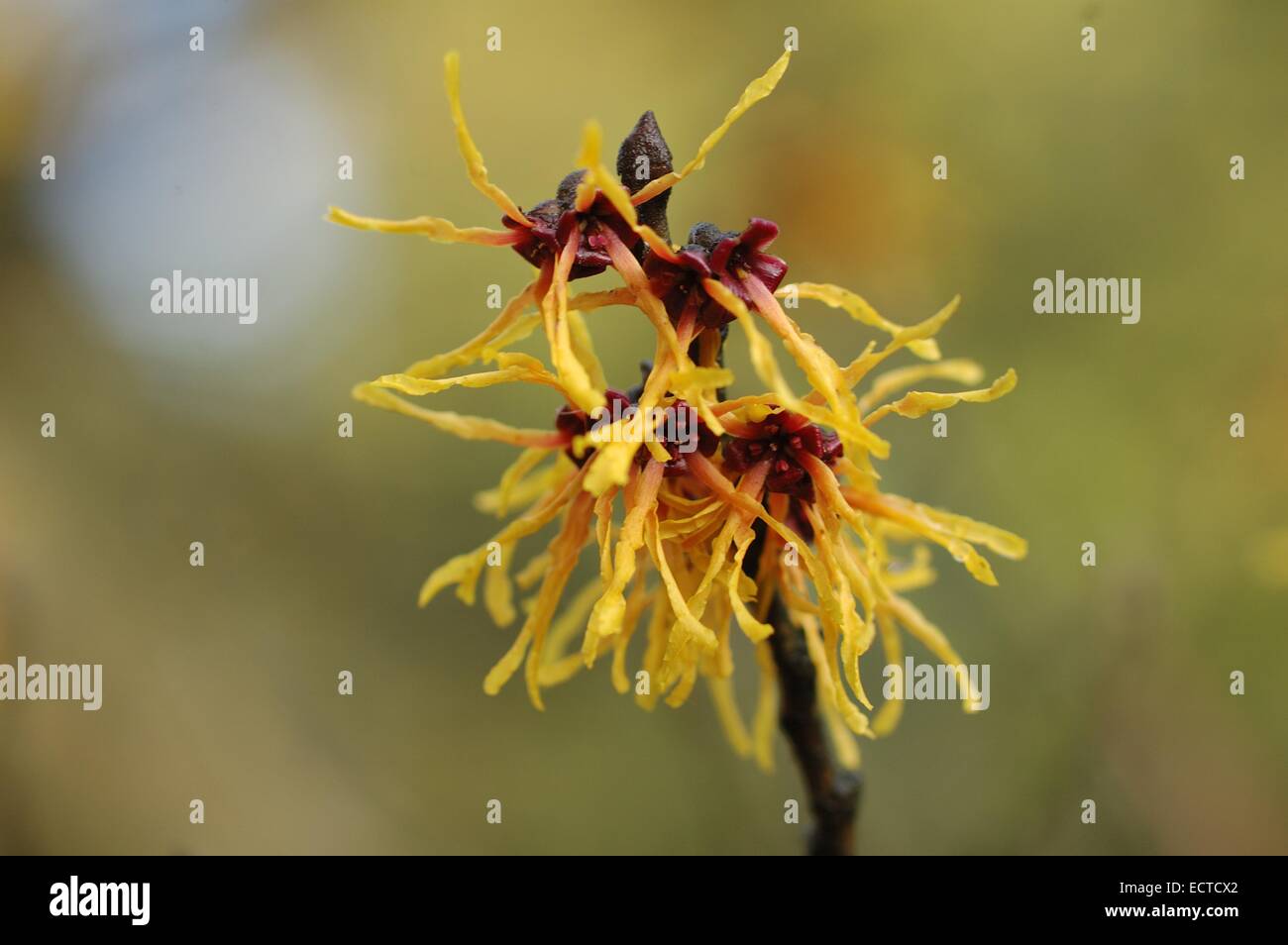 Common Witch-hazel - American Witch-hazel (Hamamelis virginiana ...