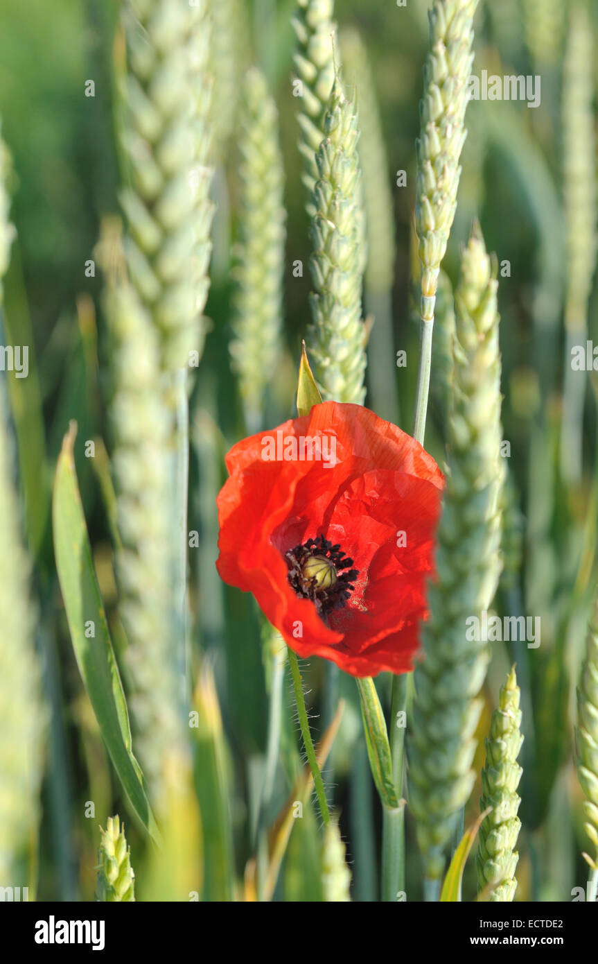 Wheat flower hi-res stock photography and images - Alamy