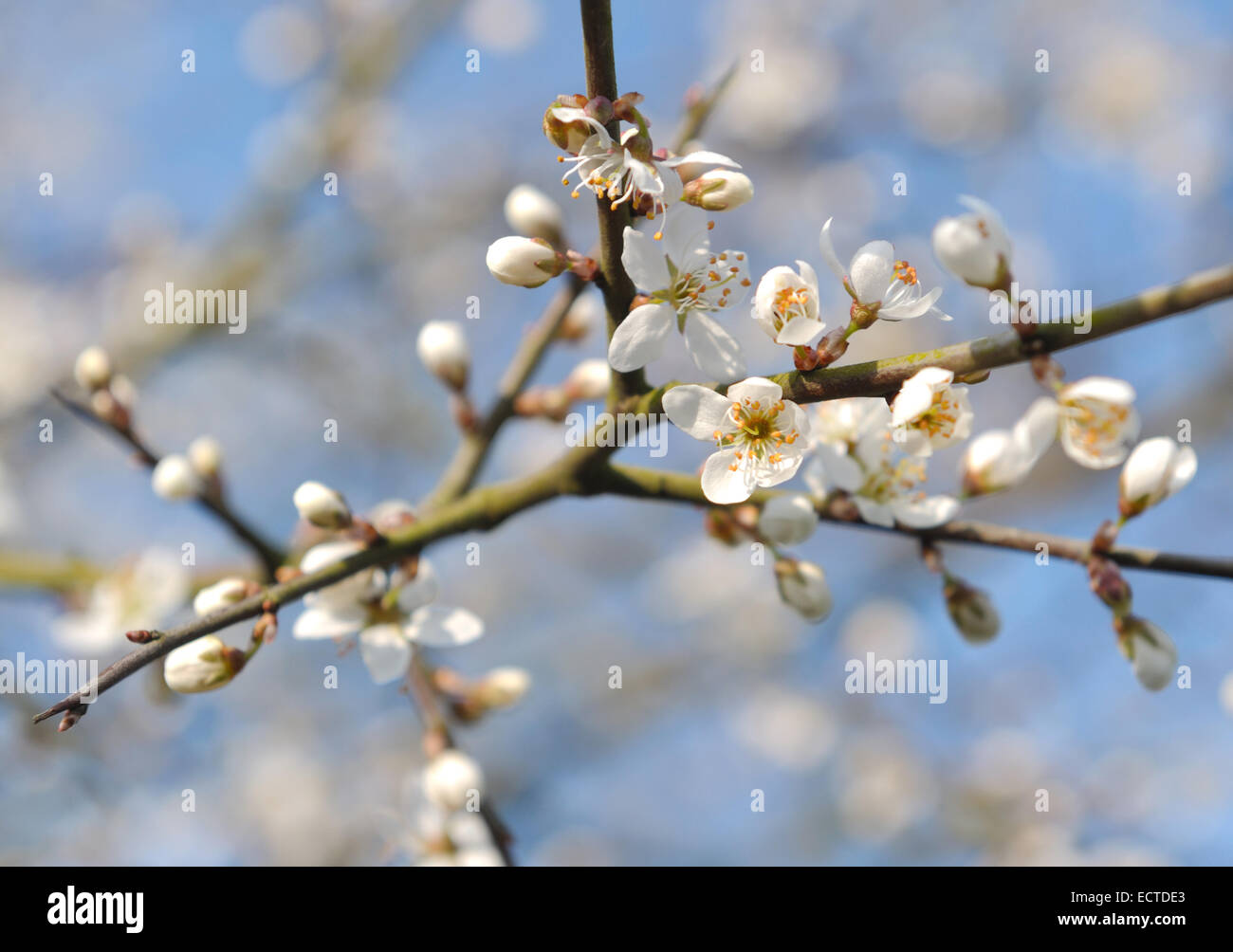 White cherry tree hi-res stock photography and images - Alamy