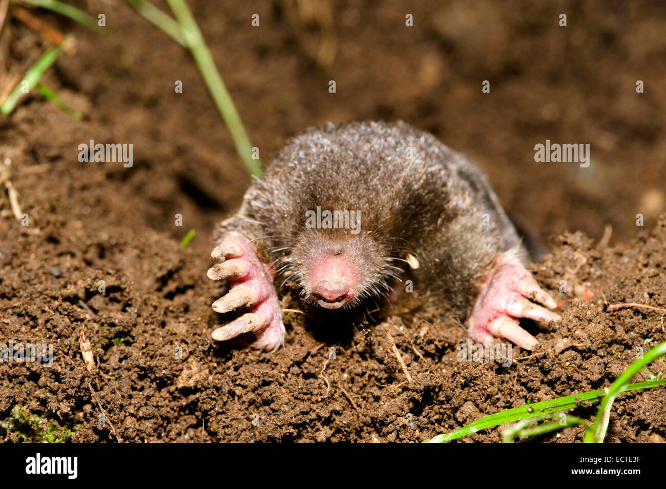 A blinded and confused mole on the edge of a larger than planned ...