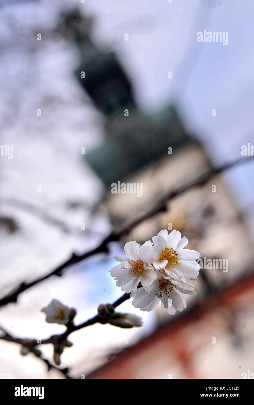 Polna, Czech Republic. 19th Dec, 2014. Cherry trees are in blossom at ...