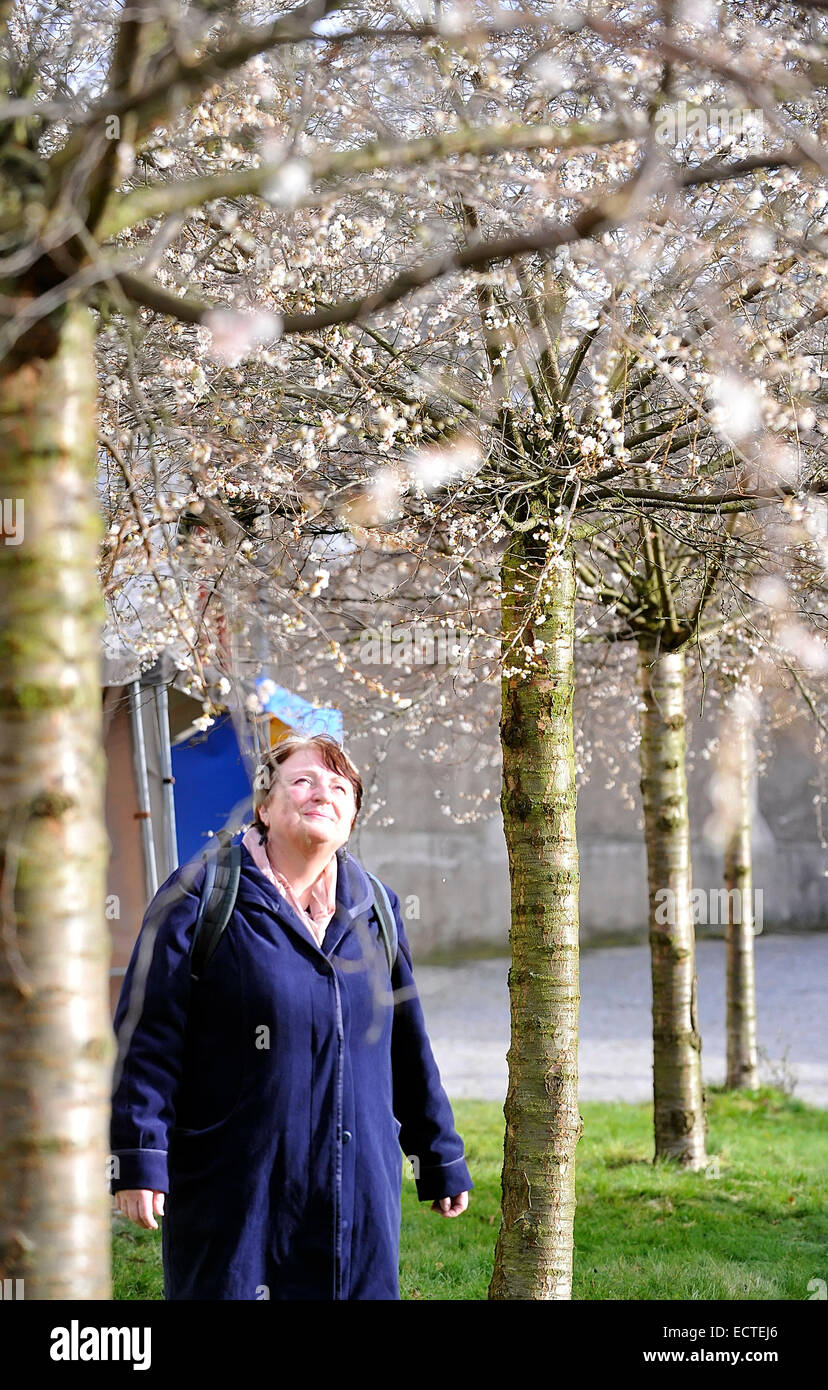 Polna, Czech Republic. 19th Dec, 2014. Cherry trees are in blossom at ...