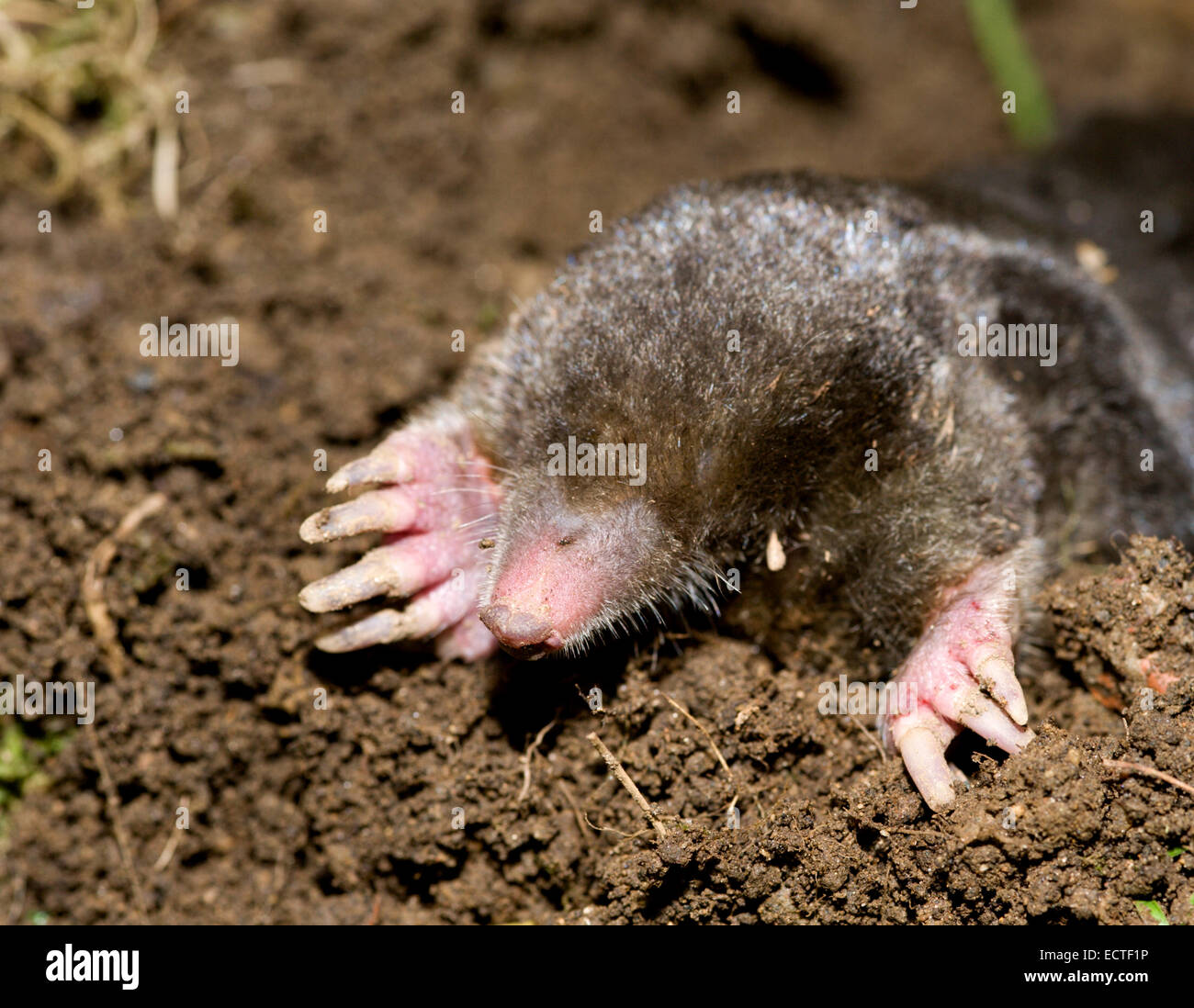 A blinded and confused mole on the edge of a larger than planned ...