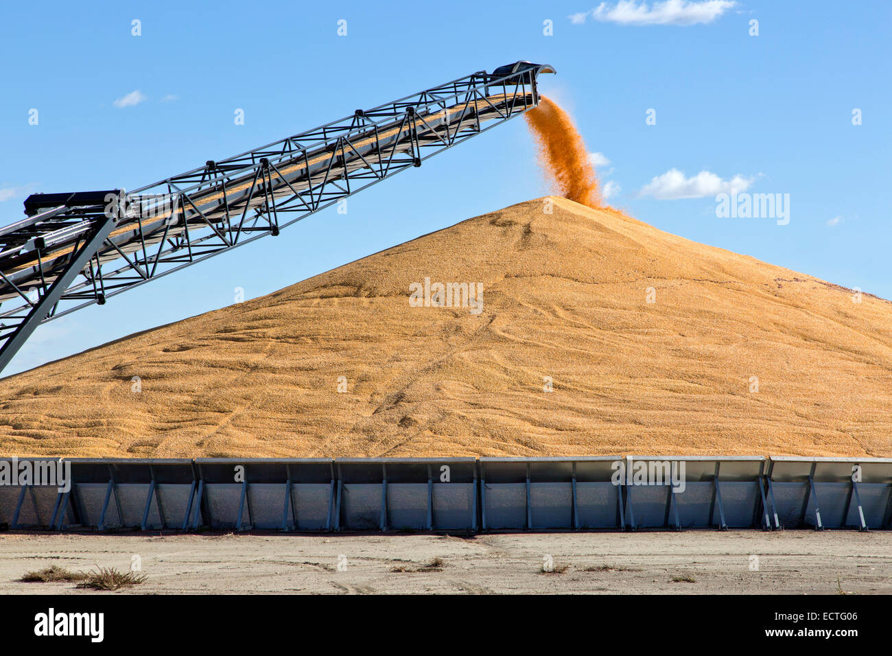 Transport conveyor deposting shelled corn into storage bunker Stock ...