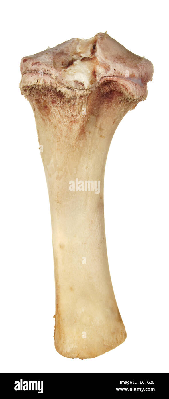 bone without meat isolated on white background Stock Photo - Alamy