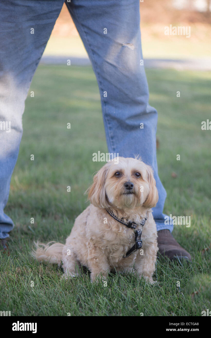 Small dog with her master Stock Photo - Alamy