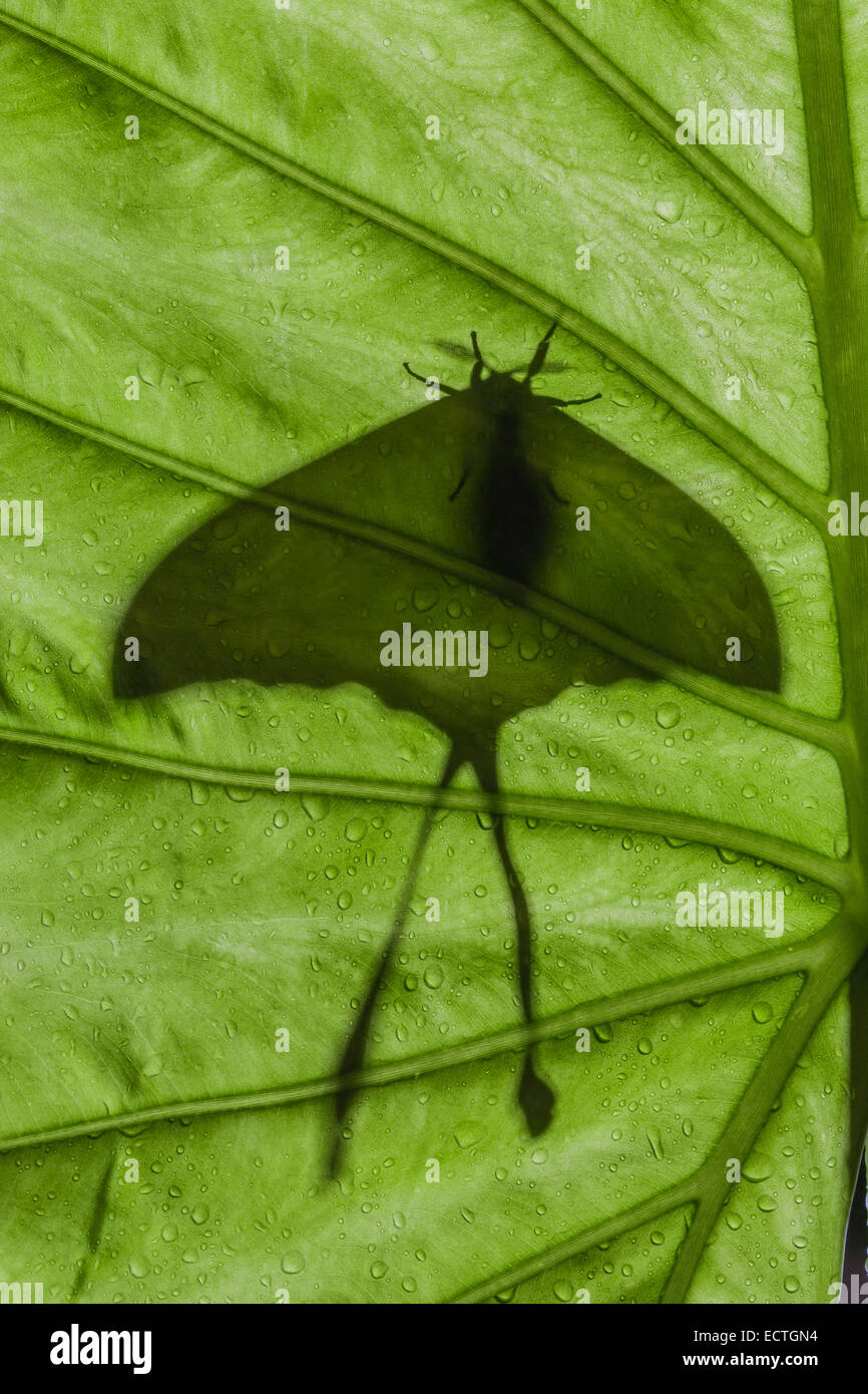 African lunar moth hi-res stock photography and images - Alamy