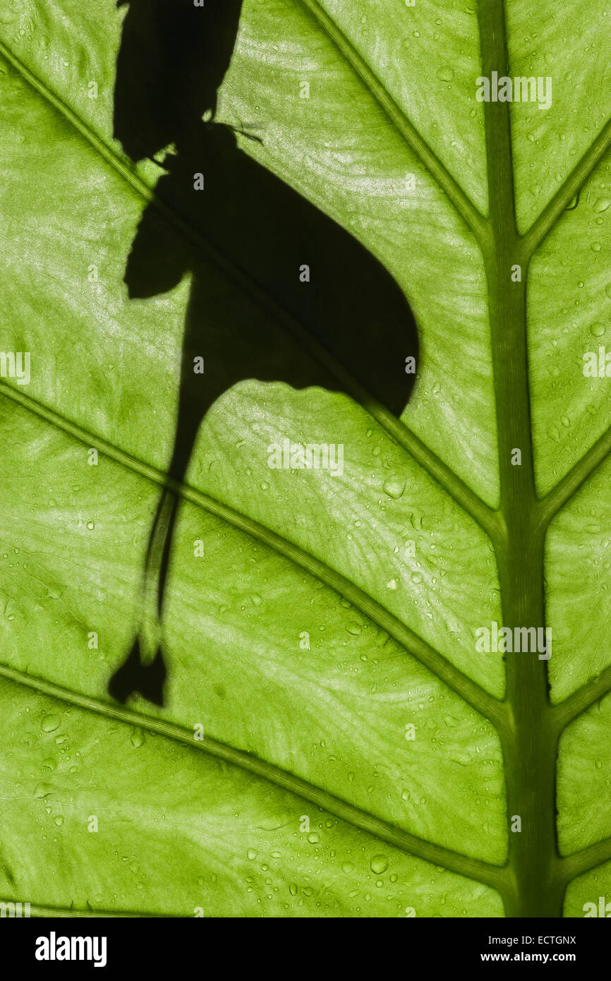 African Moon Moth (Argema mimosae) aka African Lunar Moth. Shadow of ...