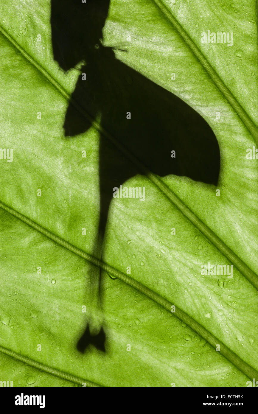 African Moon Moth (Argema mimosae) aka African Lunar Moth. Shadow of ...