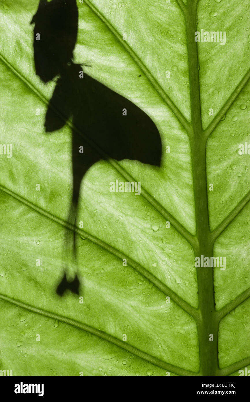 African Moon Moth (Argema mimosae) aka African Lunar Moth. Shadow of ...