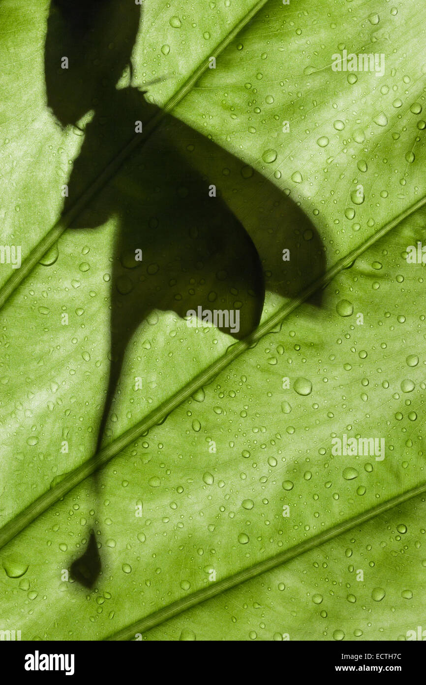 African Moon Moth (Argema mimosae) aka African Lunar Moth. Shadow of ...