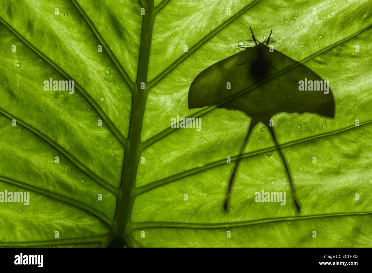 African Moon Moth (Argema mimosae) aka African Lunar Moth. Shadow of ...
