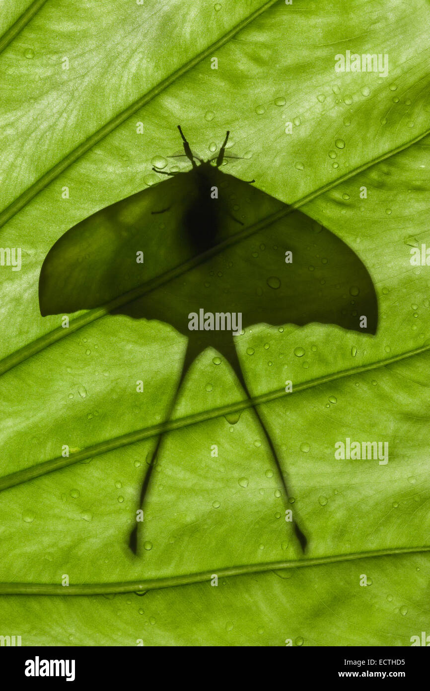 African Moon Moth (Argema mimosae) aka African Lunar Moth. Shadow of ...