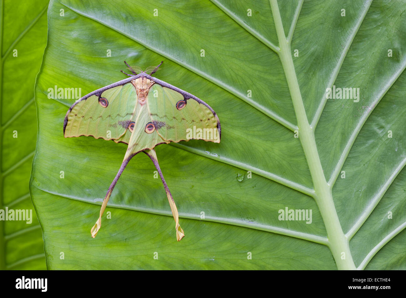 African Moon Moth (Argema mimosae) aka African Lunar Moth. This species ...