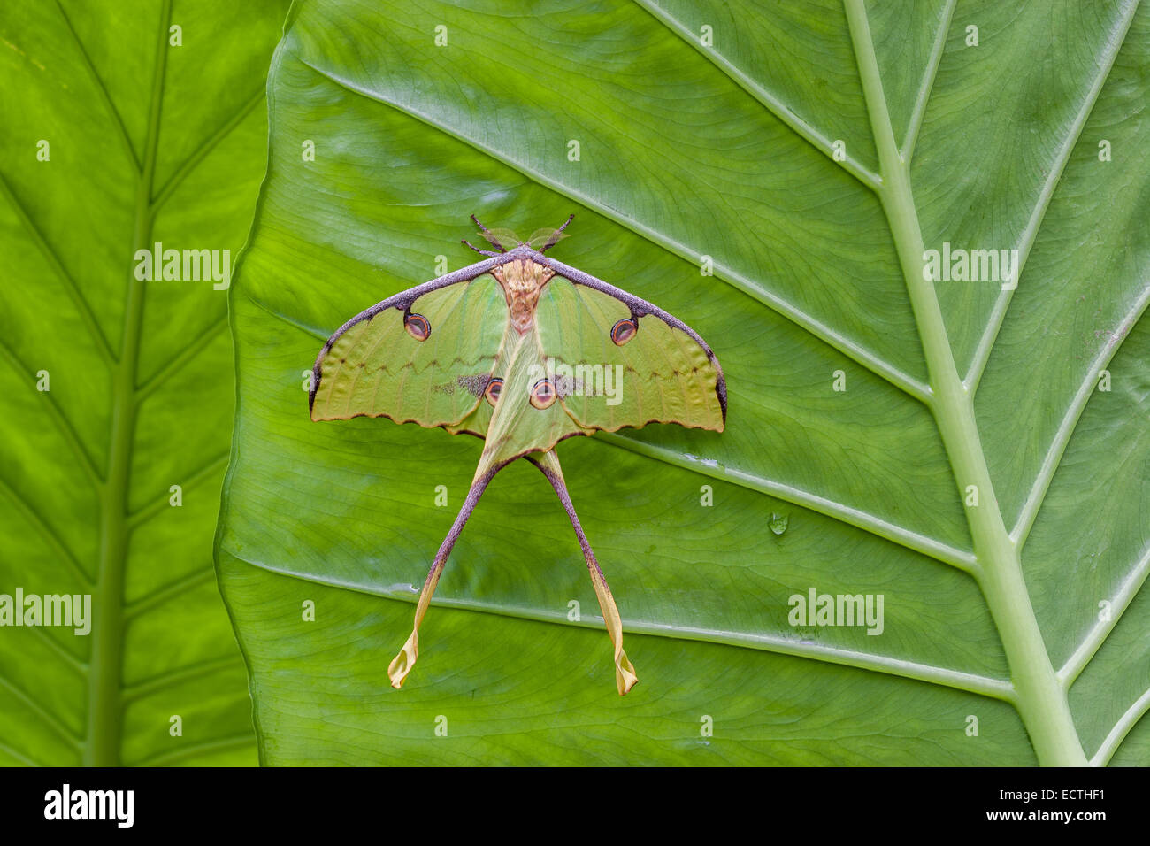 African Moon Moth Face