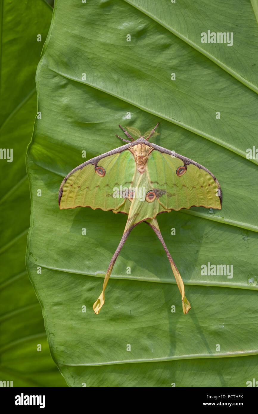 African Moon Moth (Argema mimosae) aka African Lunar Moth. This species ...