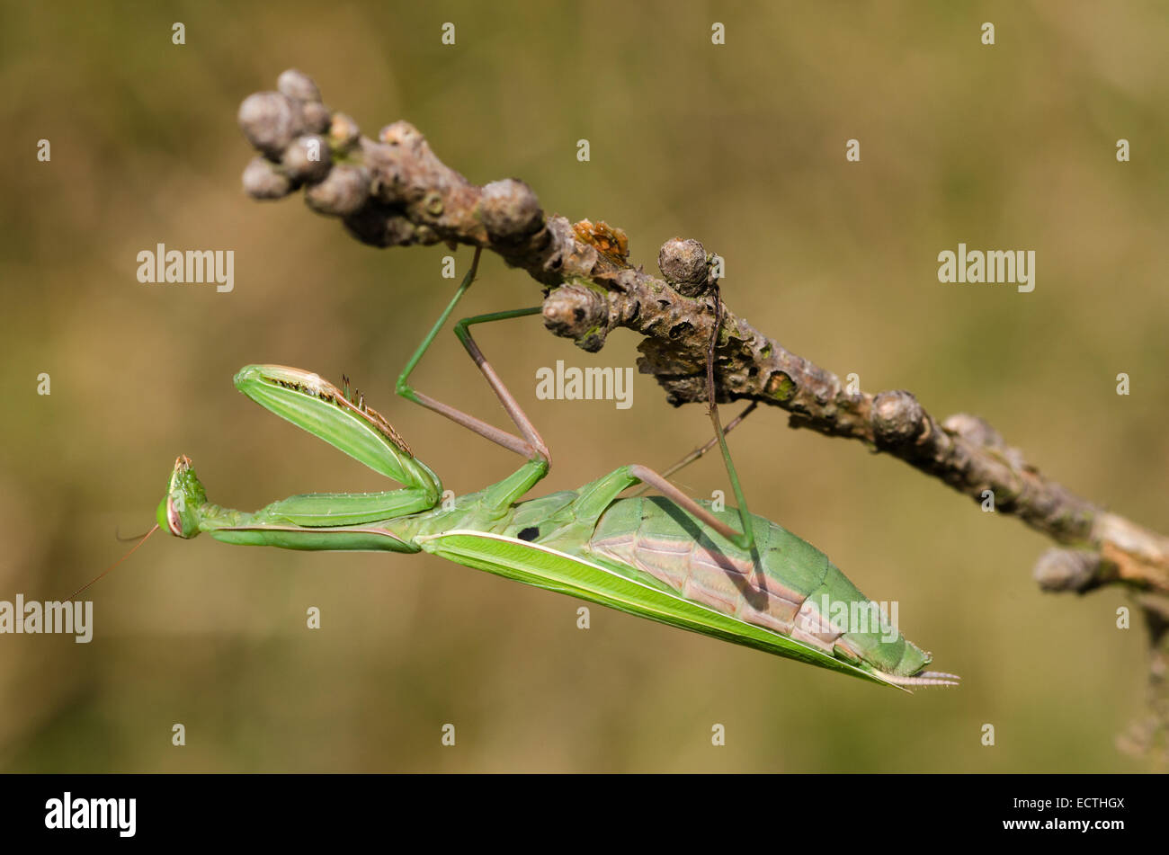 Praying mantis in photo hi-res stock photography and images - Alamy
