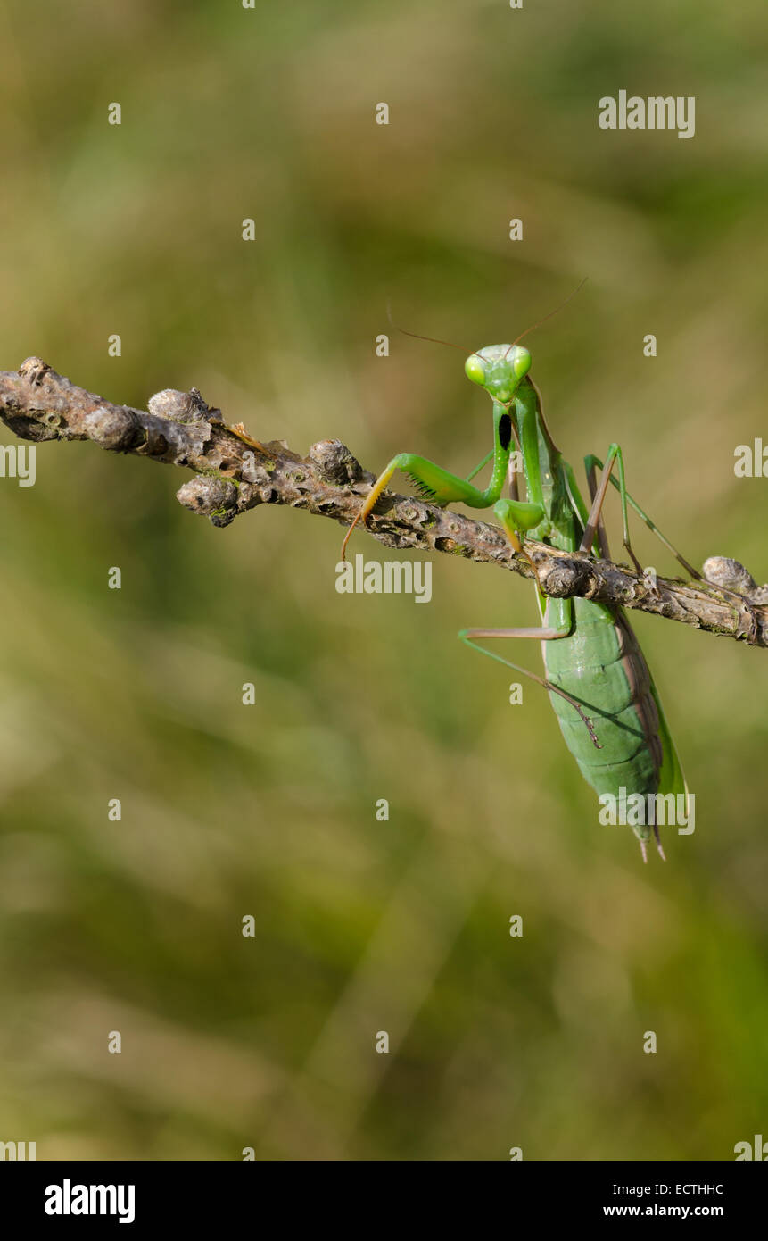 Mantis insect in nature hi-res stock photography and images - Alamy