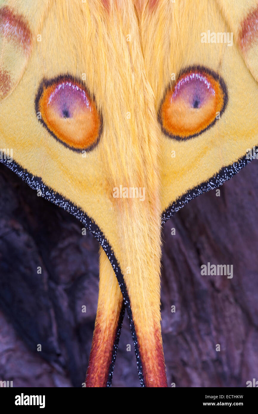 Comet Moth (Argema mittrei) detail of eyespots and tails that resemble ...