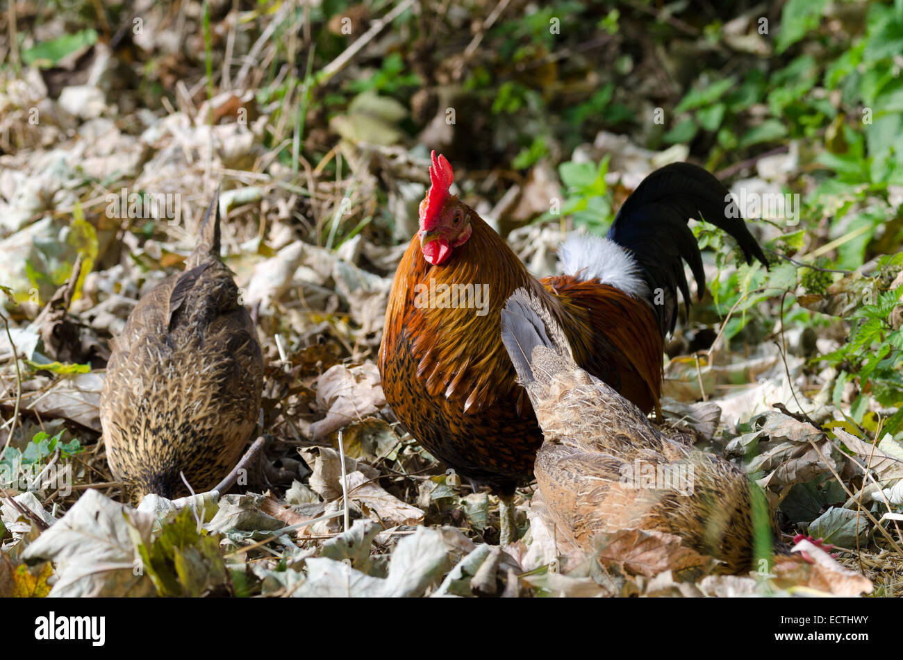 Colorful rooster hi-res stock photography and images - Alamy