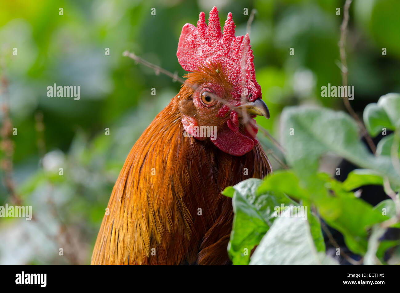 colorful rooster in a meadow in Genoa Stock Photo - Alamy