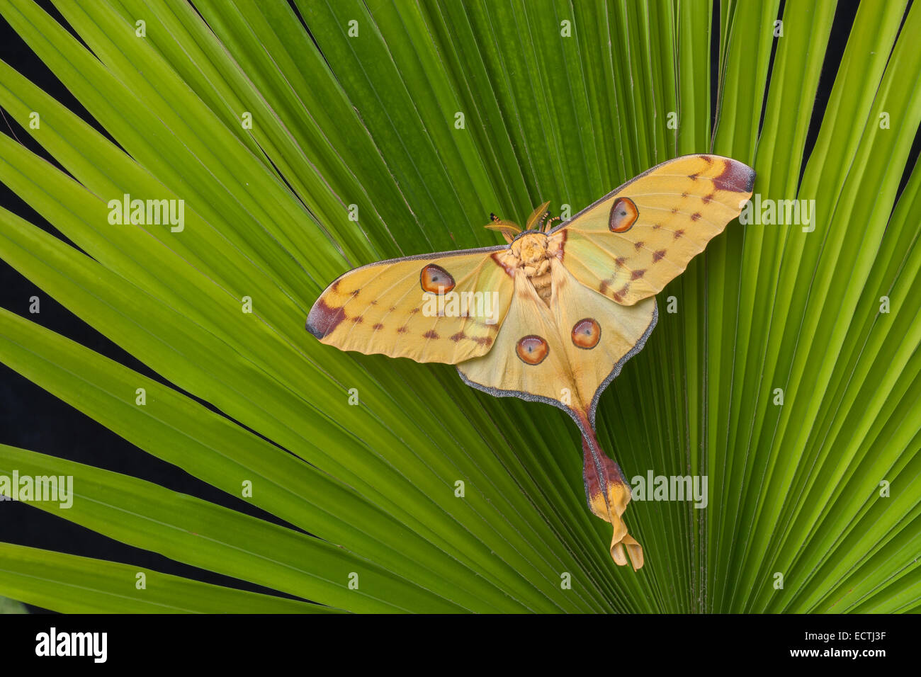 Comet Moth (Argema mittrei) Female doing the startle display to ...