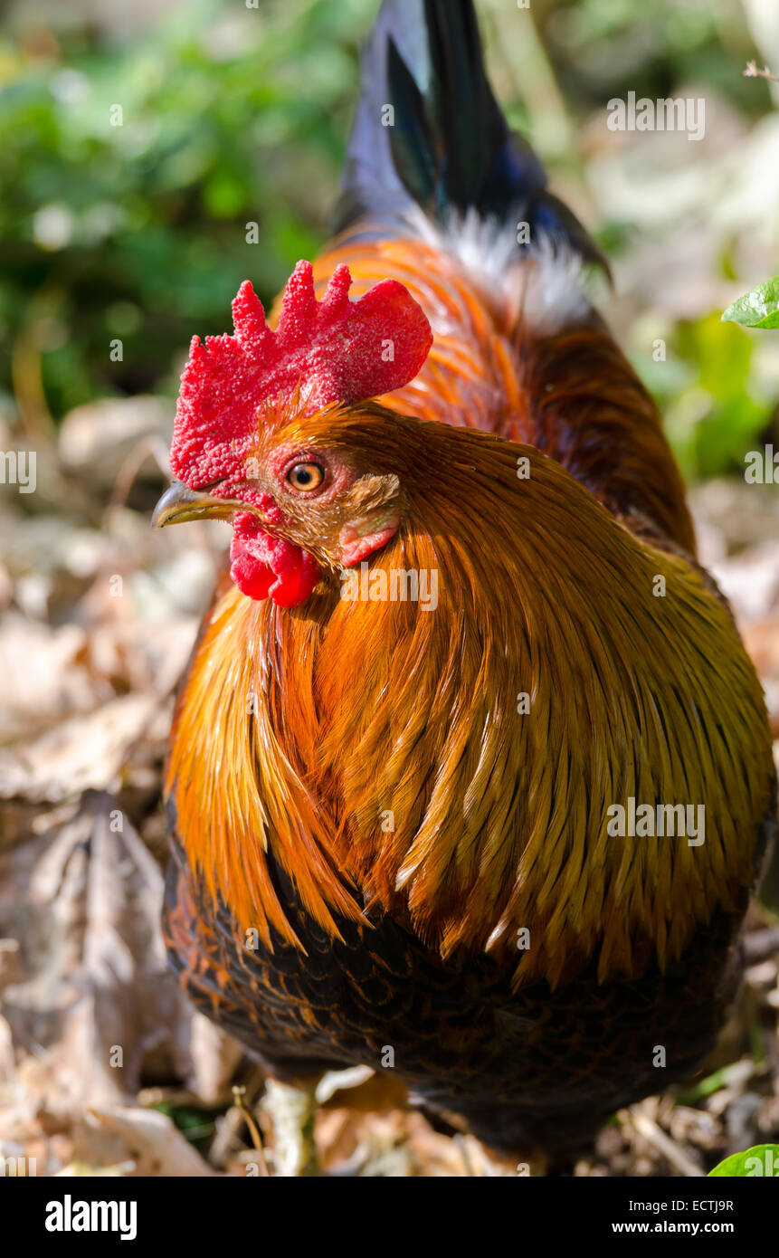 Colorful rooster hi-res stock photography and images - Alamy
