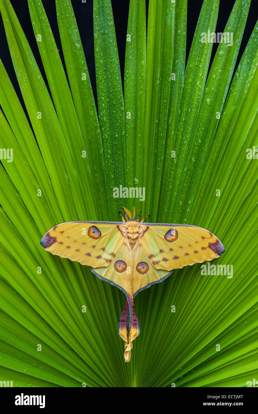 Comet Moth (Argema mittrei) Female doing the startle display to ...