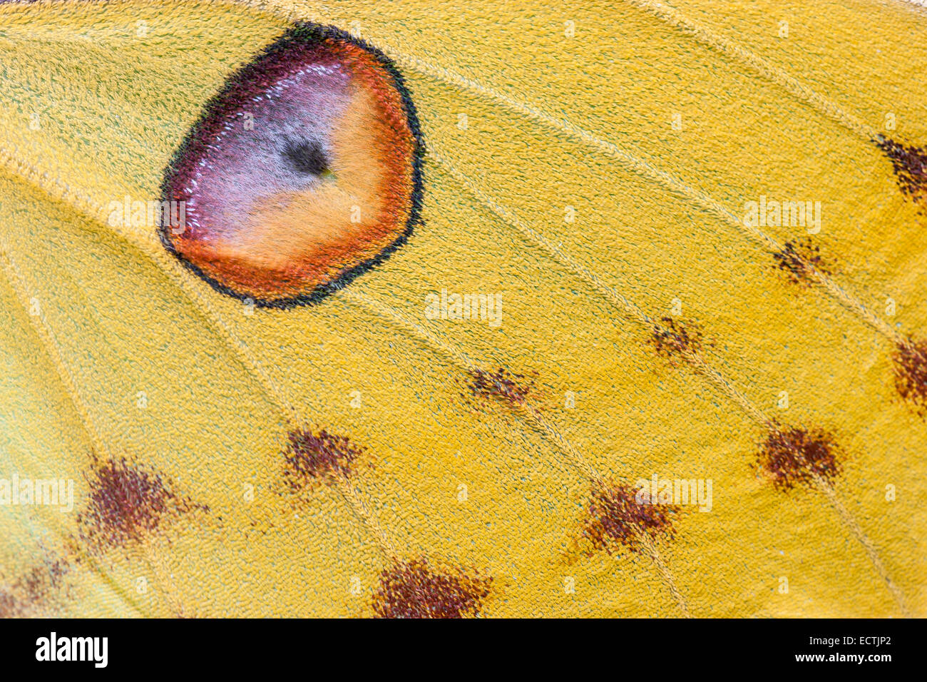Comet Moth (Argema mittrei) Closeup detail of eyespot on forewing ...